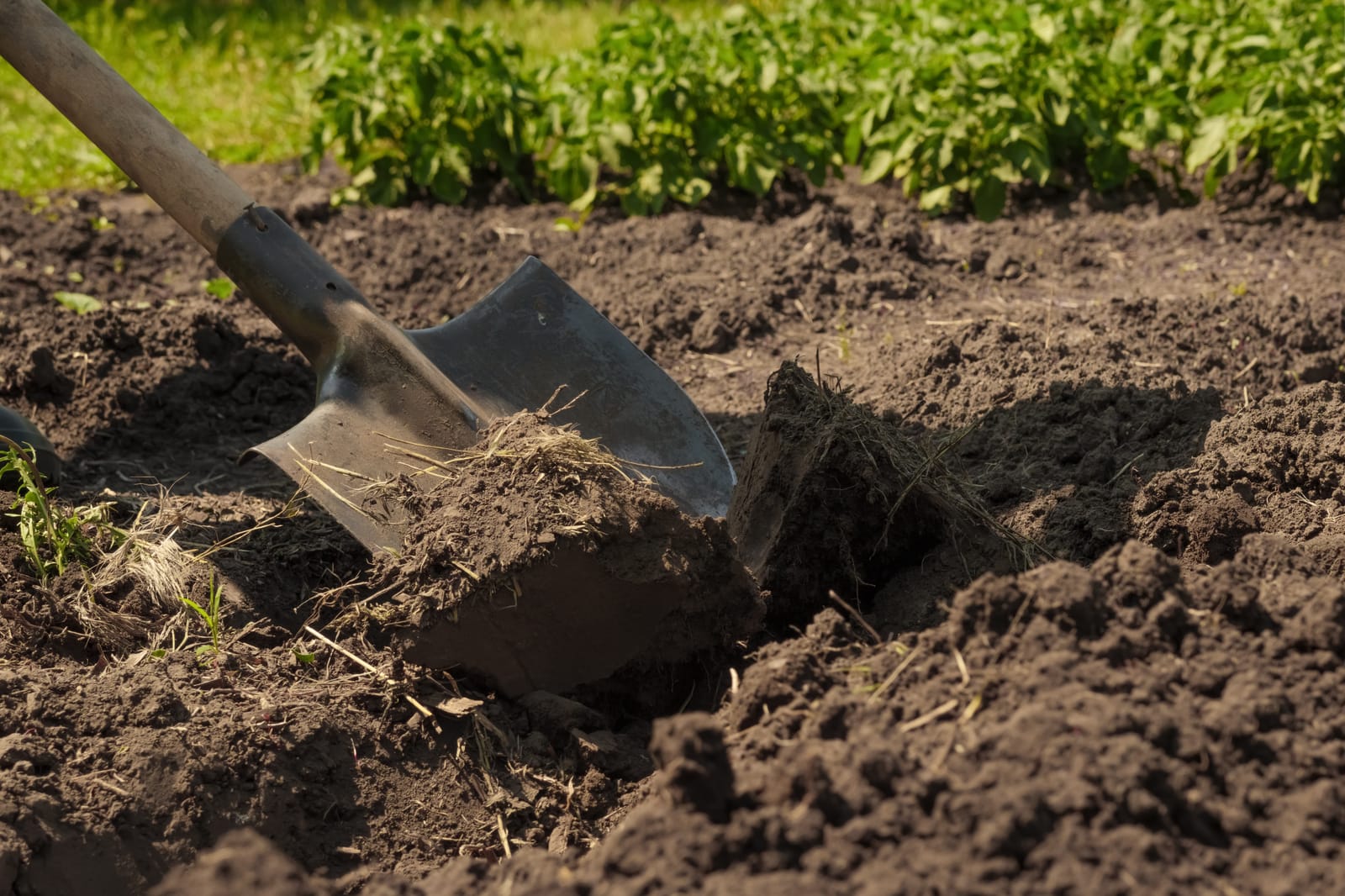 Digging Shovel: The Ultimate Guide to Choosing the Right One for Your ...